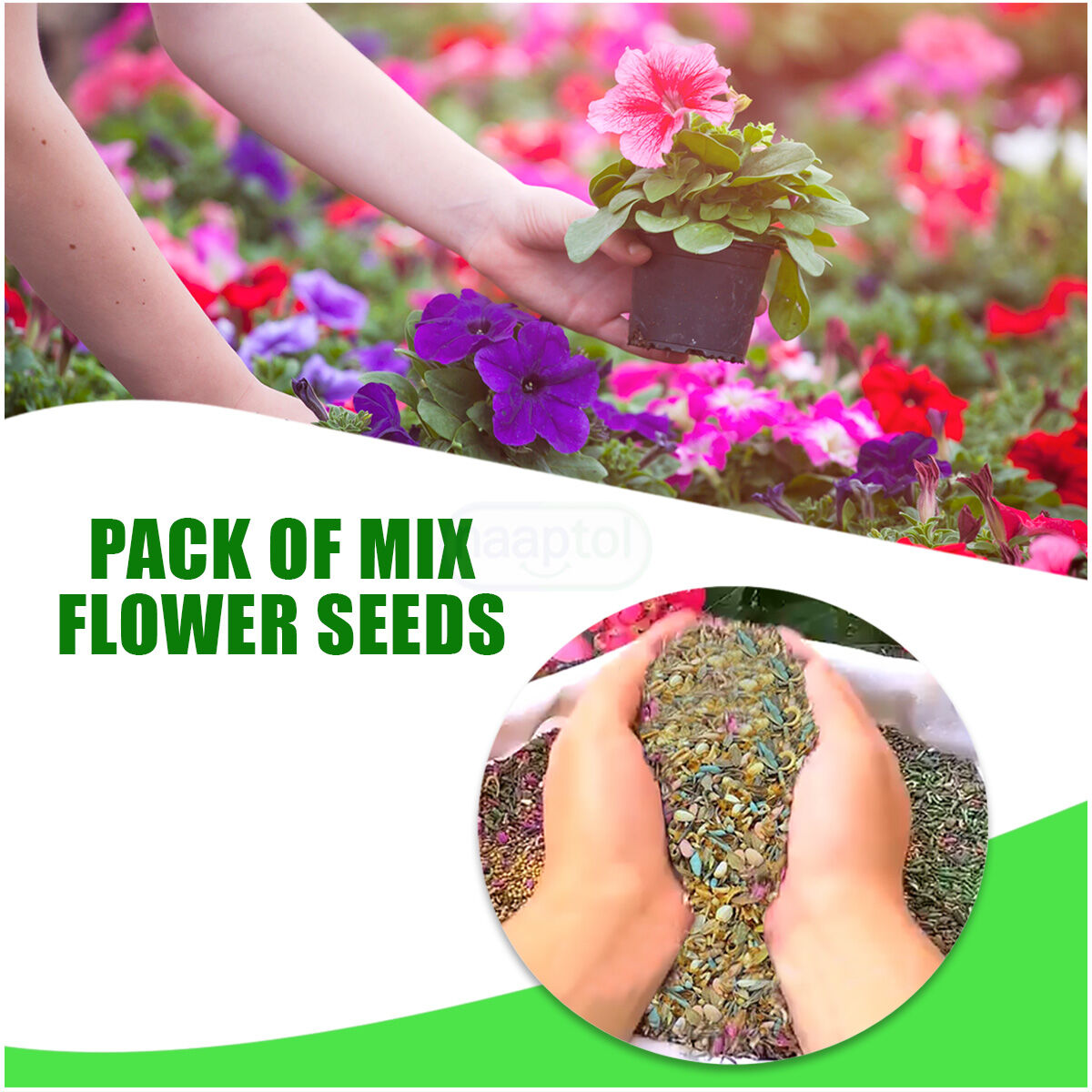 Buy Pack Of Mix Flower Seeds (PFS100) Online at Best Price in India on ...